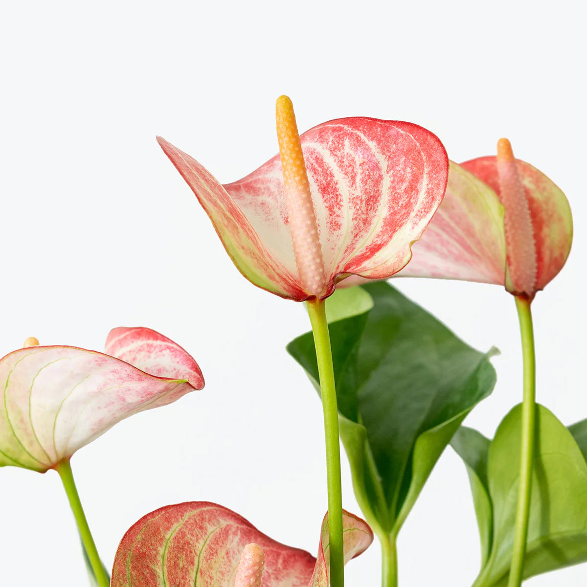 Potted Plant Anthurium – Flowers On Pollen