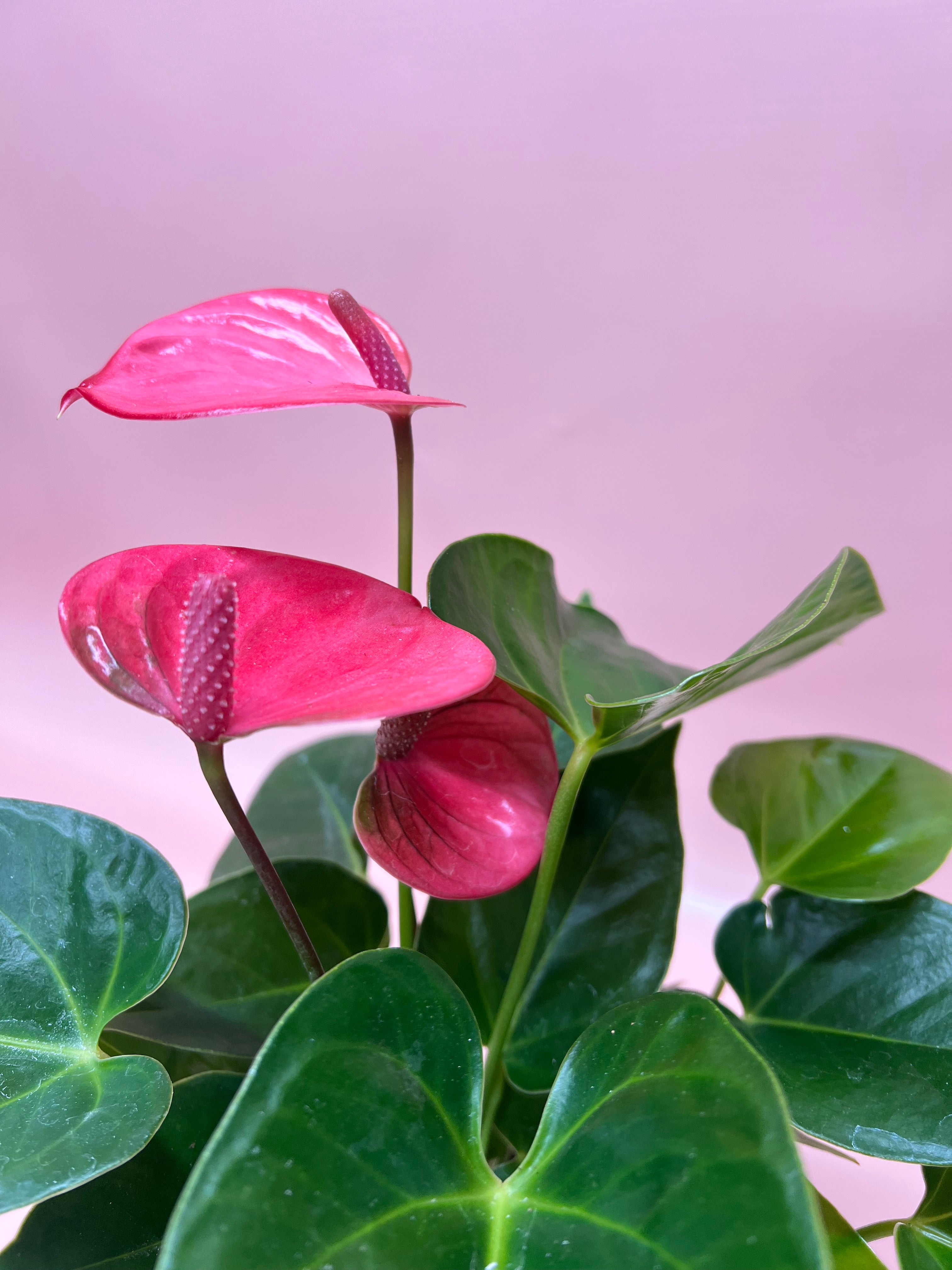 Potted Plant Anthurium – Flowers On Pollen